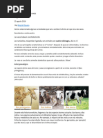 Ciclo de Vida de La Vaca | PDF | Vacas | Leche