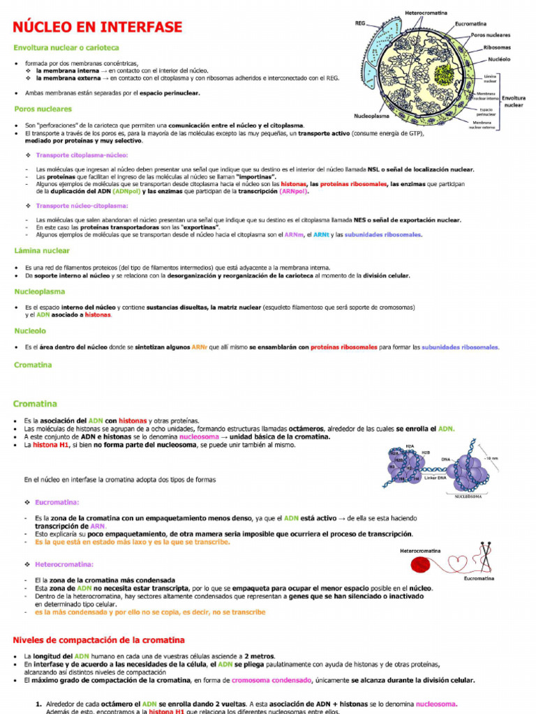 09 - Núcleo en Interfase-1 | PDF