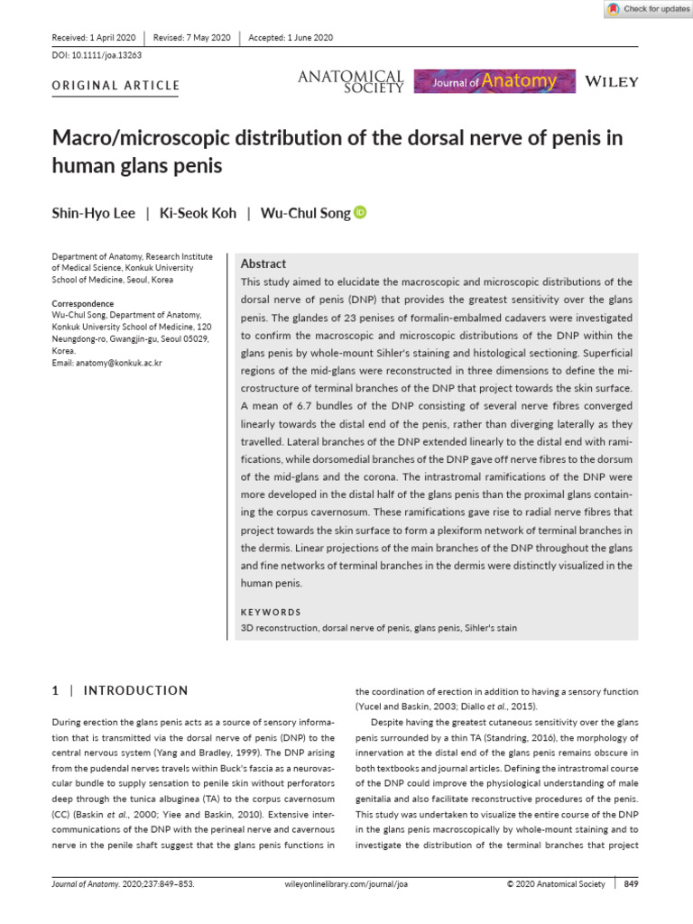 Journal of Anatomy - 2020 - Lee - Macro Microscopic Distribution of The Dorsal Nerve of Penis in ...
