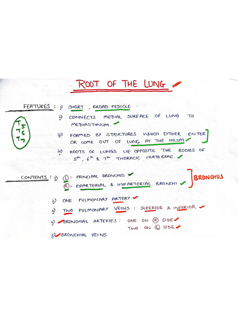 Root of Lung | PDF
