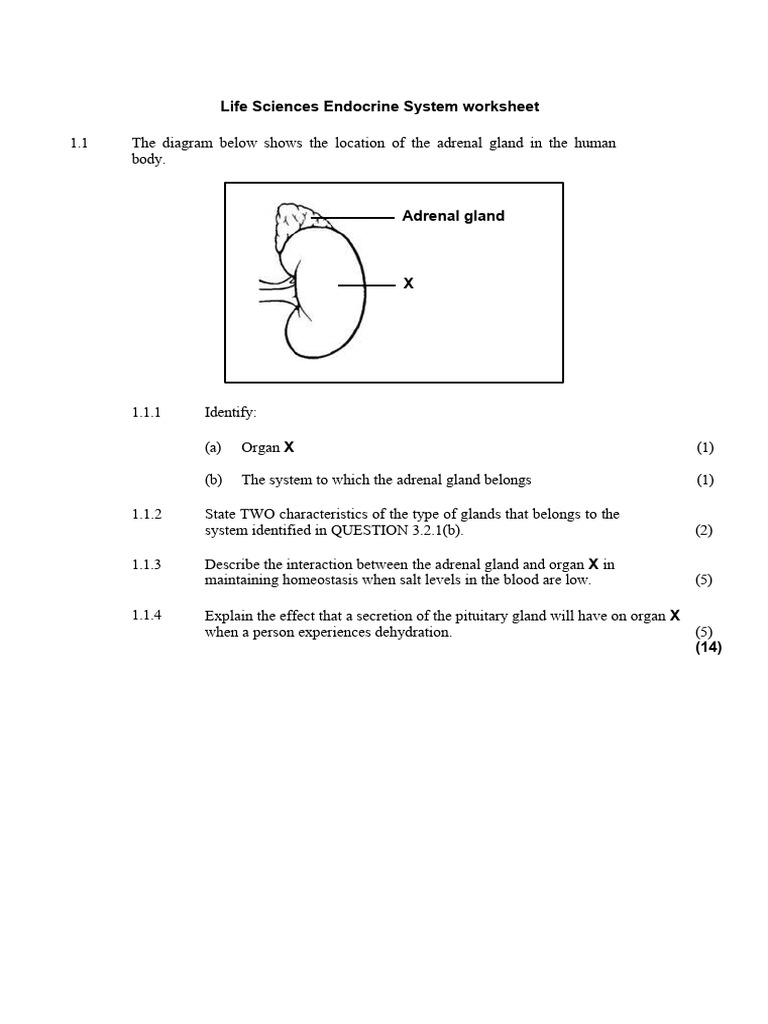 Life Sciences Endocrine System Worksheet | PDF | Diabetes | Hyperthyroidism
