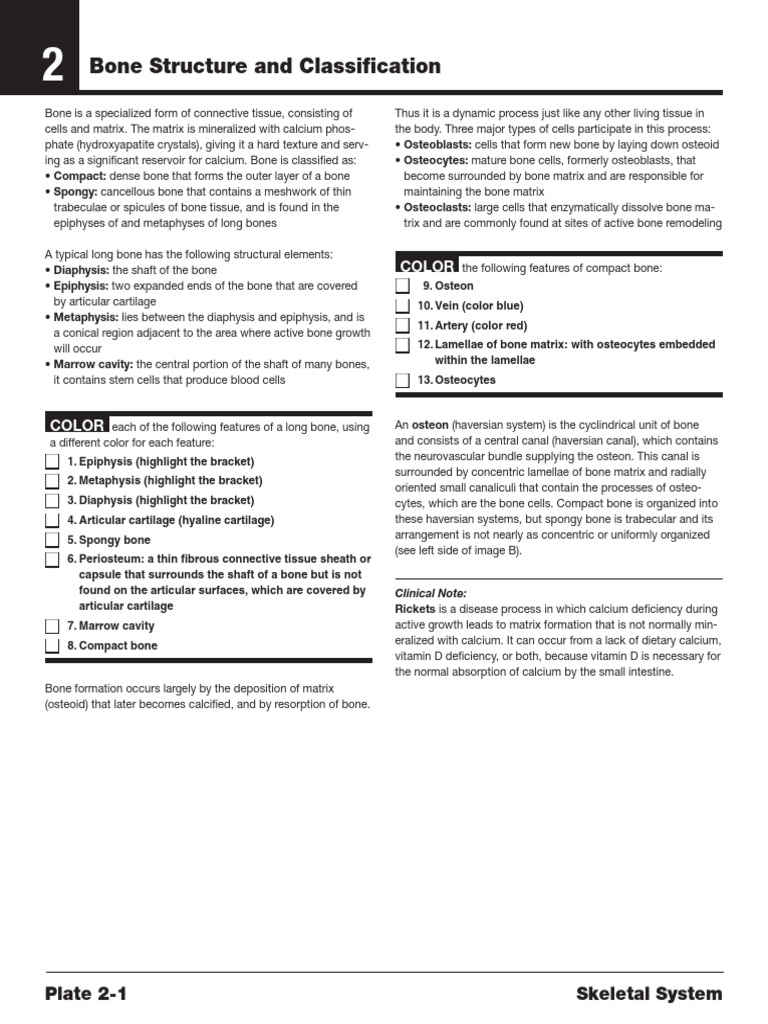 Anatomy Coloring Book - Page 33 | PDF | Bone | Histology