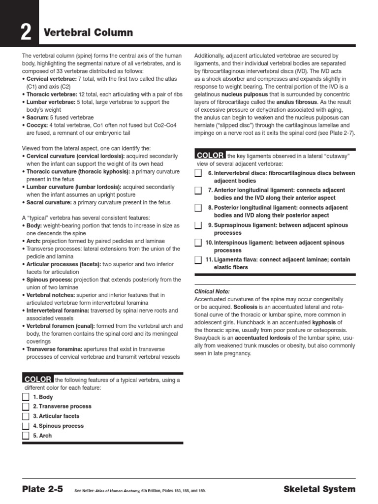 Anatomy Coloring Book - Page 41 | PDF | Vertebral Column | Vertebra