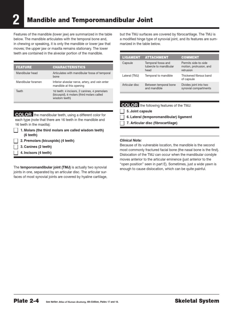 Anatomy Coloring Book - Page 39 | PDF | Skeletal System ...