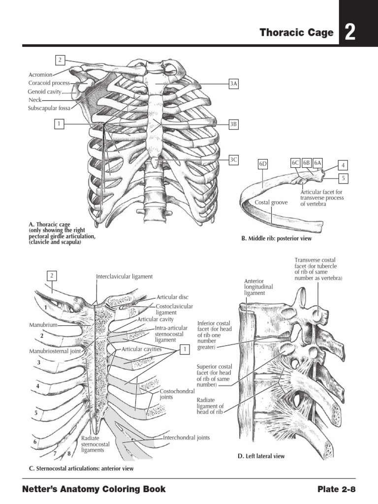 Anatomy Coloring Book - Page 48 | PDF | Vertebra | Thorax (Human Anatomy)