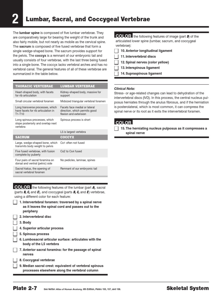 Anatomy Coloring Book - Page 45 | PDF | Vertebral Column | Vertebra