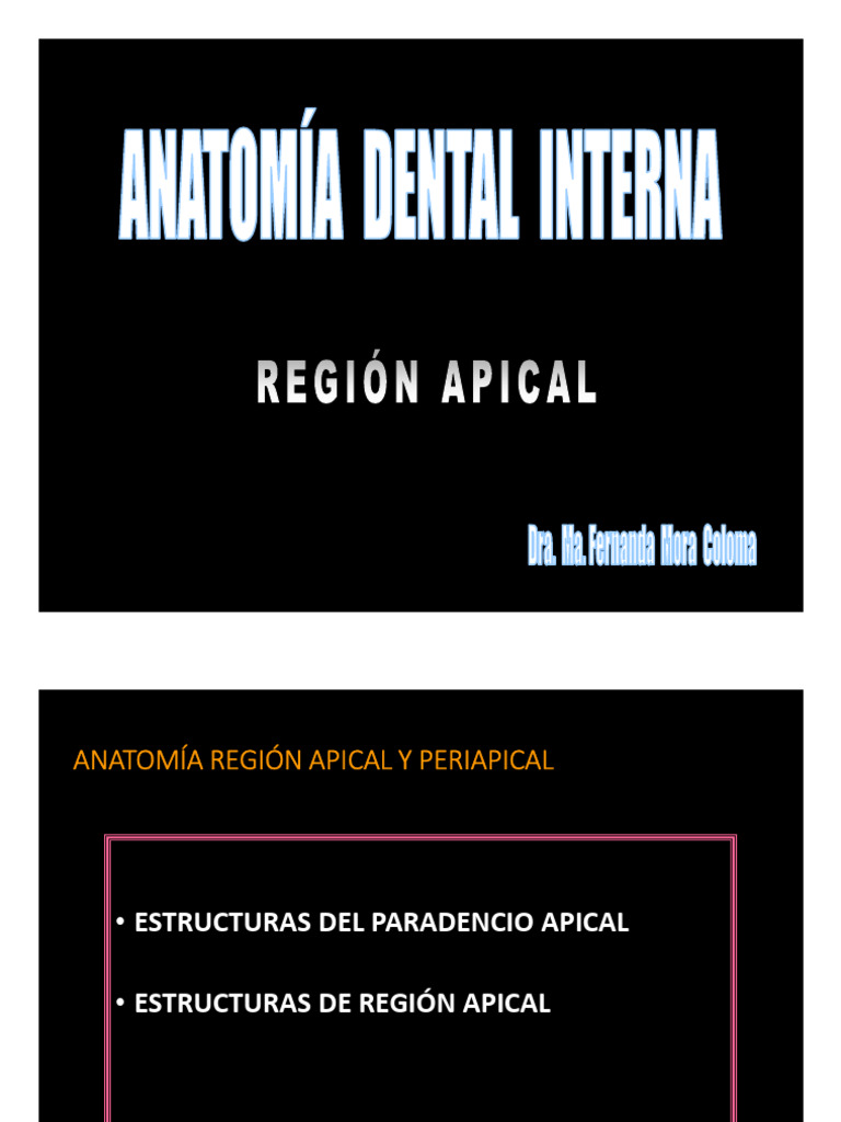 RegiÃ N Apical, Curvaturas para Alumnos | PDF | Odontología | Ramas de ...