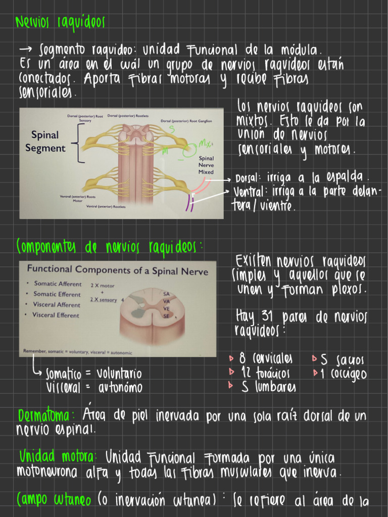 Nervios Espinales | PDF | Anatomía | Sistema musculoesquelético