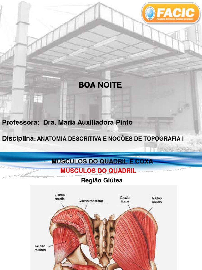 Músculos do Quadril Coxa e Perna e Abdomen | PDF | Músculo | Anatomia
