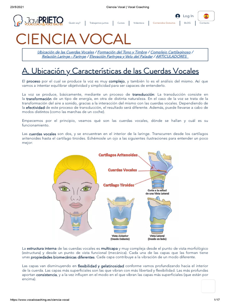 Anatomía y Funcionamiento de las Cuerdas Vocales | PDF | Laringe | Sonido