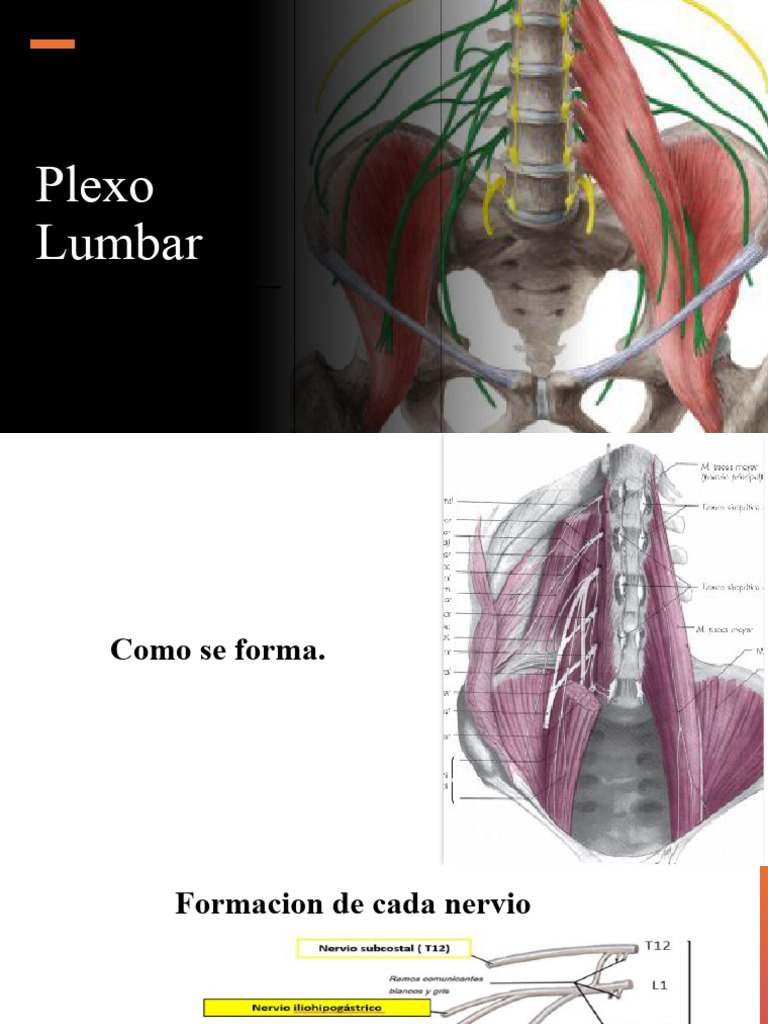 Plexo Lumbar Presentación 16 | PDF