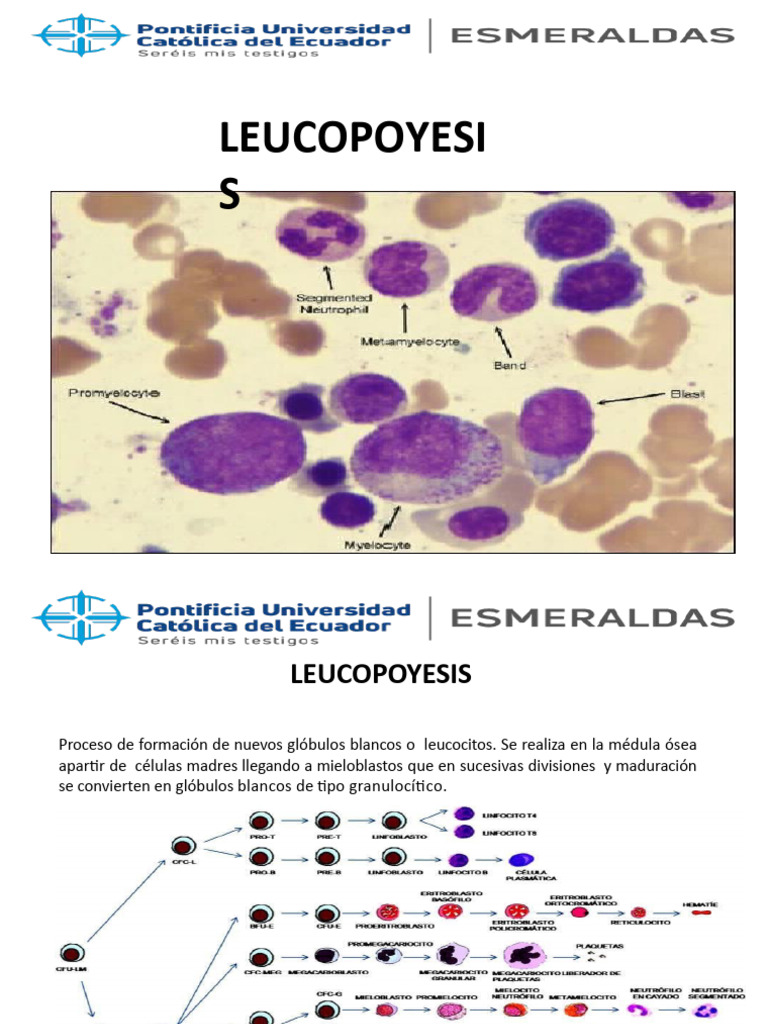 Unidad Iii. Hematopoyesis Ii Parte (Leucopoyesis) | PDF | Leucocito | Especialidades Medicas