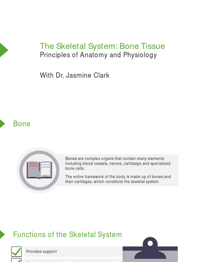 The Skeletal System Bone Tissue | PDF | Bone | Osteoblast