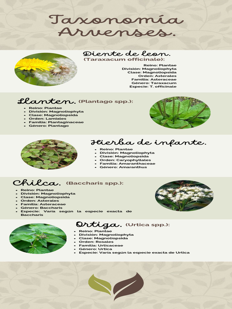 ARVENSES EN LA COMUNIDAD - Compressed | PDF | Hierba | Botánica