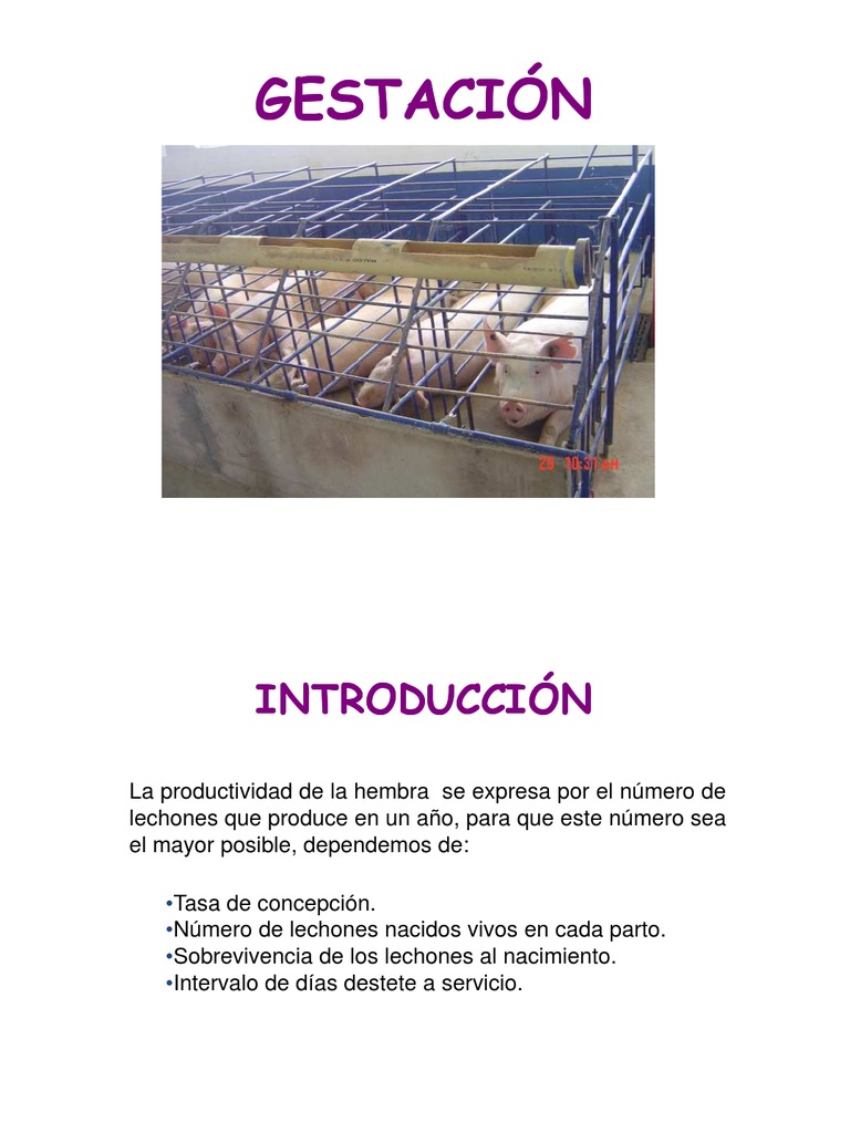 Cerdas en Gestacion | PDF | El embarazo | Parto