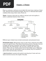 Padhle - Tissues - Class 9 Science Handwritten Notes | PDF