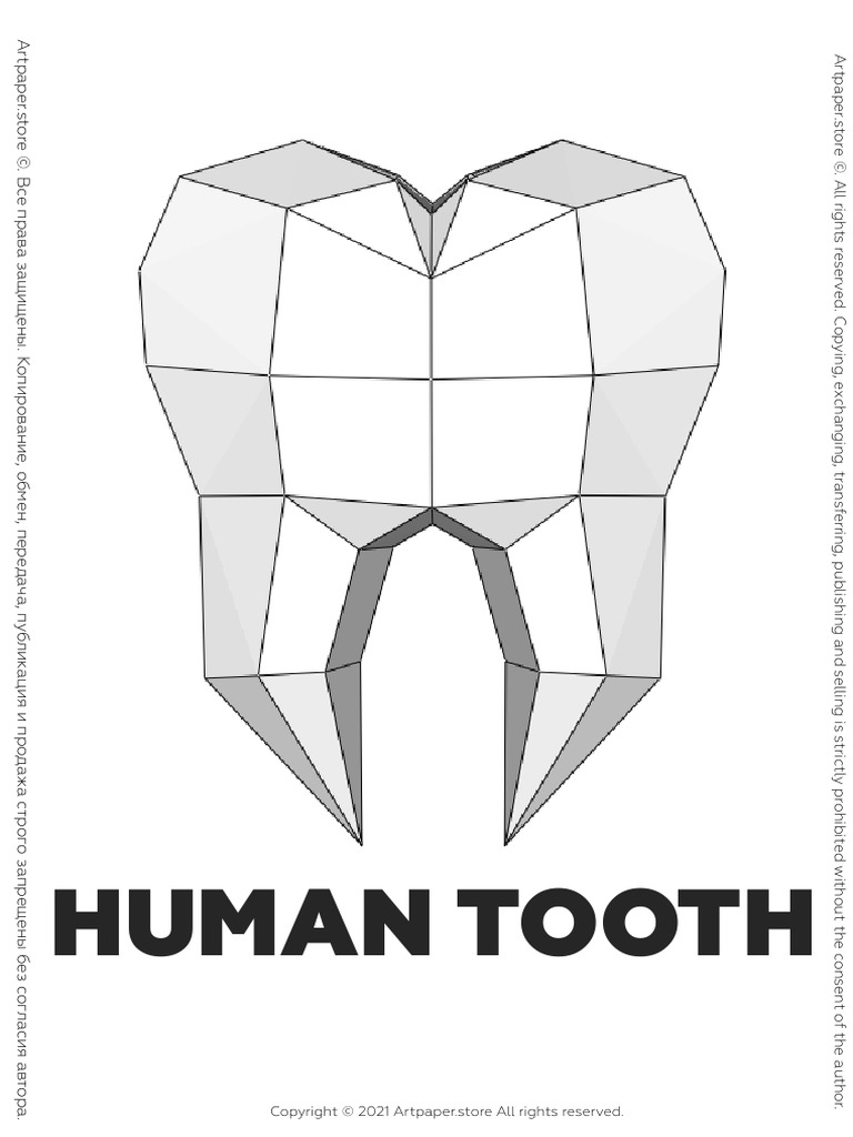 Human Half Tooth Instruction | PDF