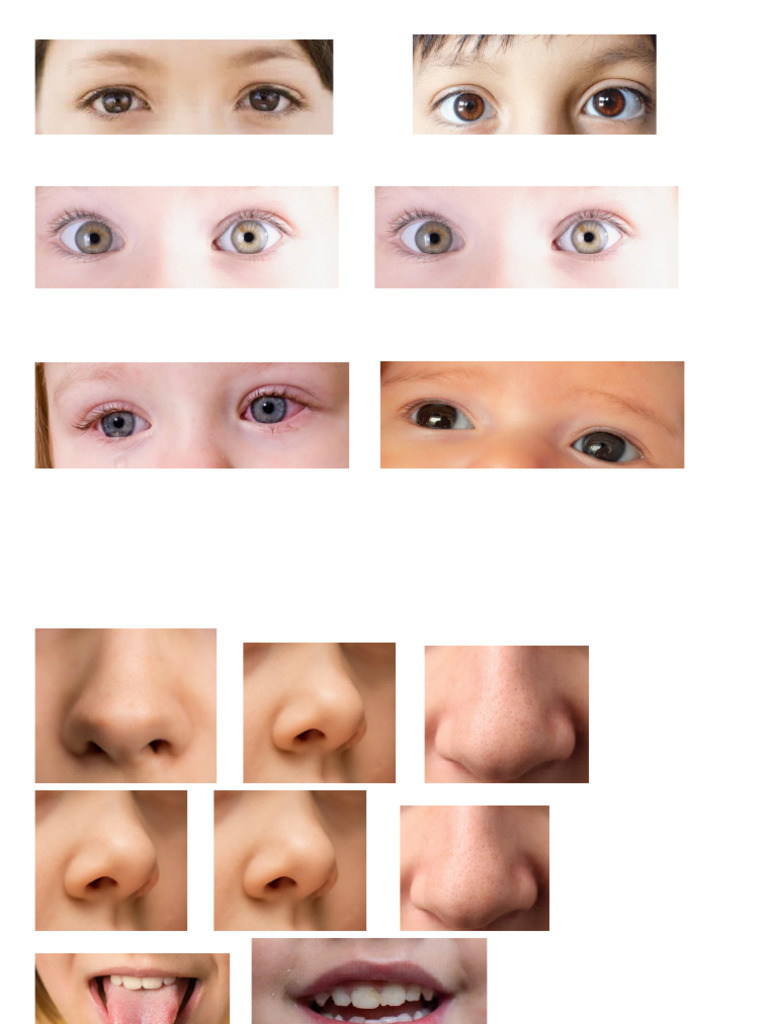 Material Partes Del Rostro para Armar | PDF