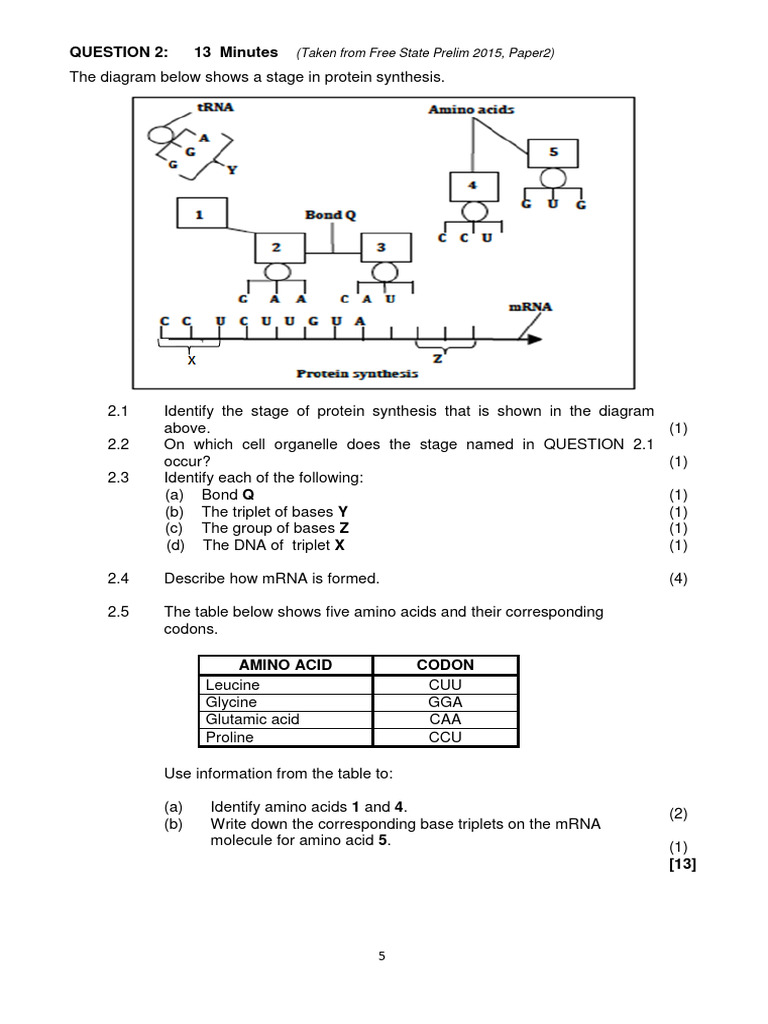 Protein Synthesis and Gene Mutation Guide | PDF | Biosynthesis | Amino Acid