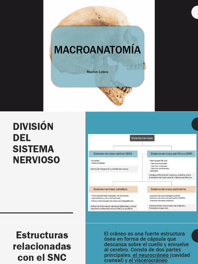 Macro Anatomía | PDF | Cráneo | Fluido cerebroespinal