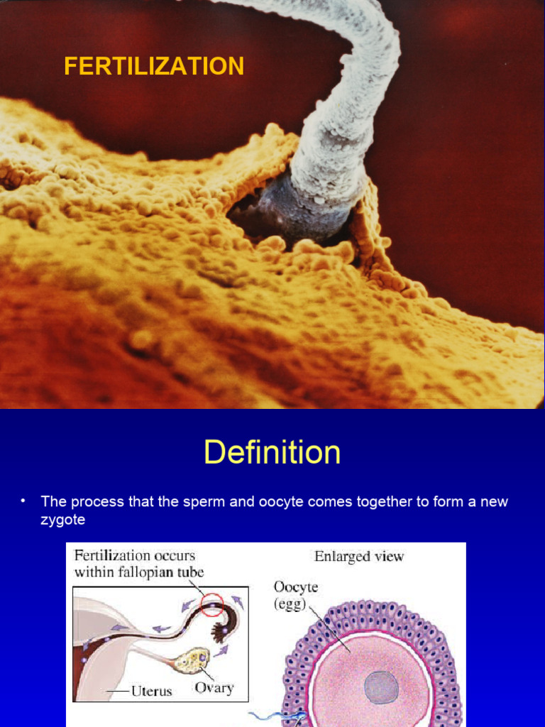 DENT Fertilization | PDF | Fertilisation | Meiosis