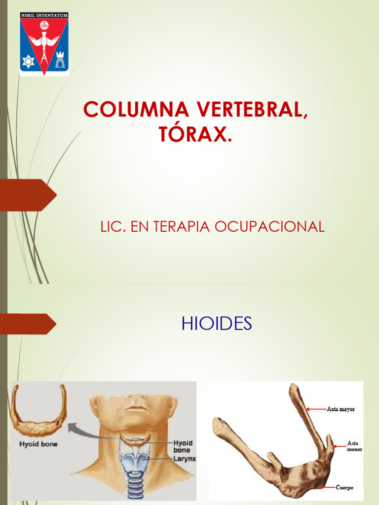 Anatomía de la Columna Vertebral y Tórax | PDF | Salud y bienestar ...