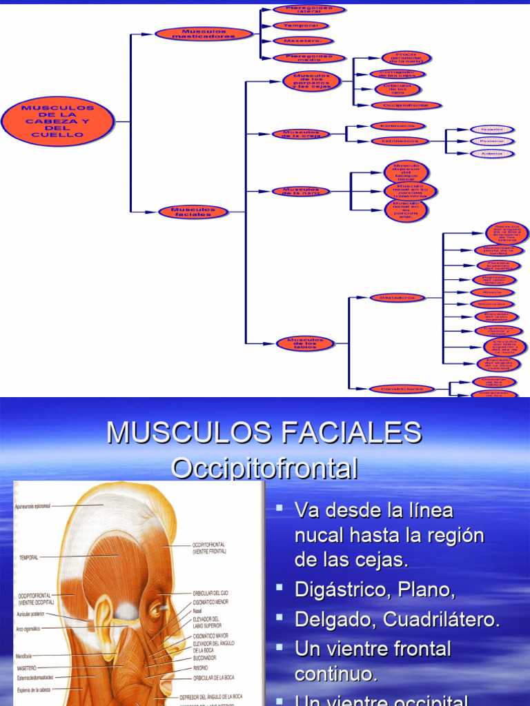 Musculos Cabeza | PDF | Sistema musculoesquelético | Cabeza y cuello ...