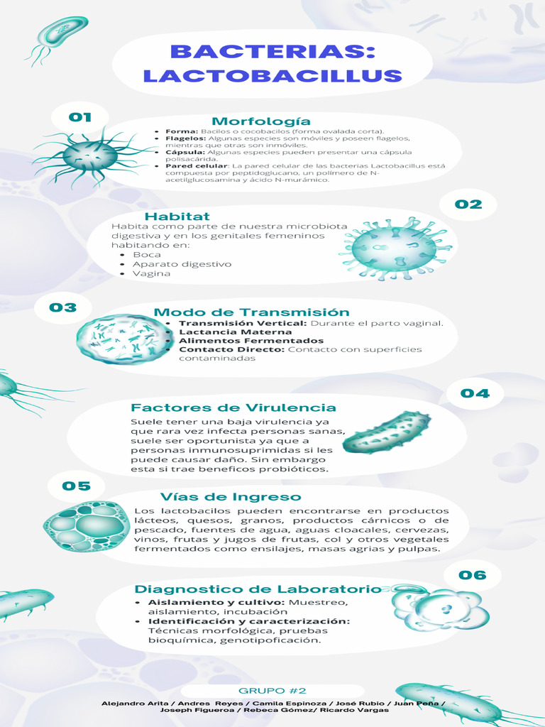 Bacterias LACTOBACILLUS | PDF