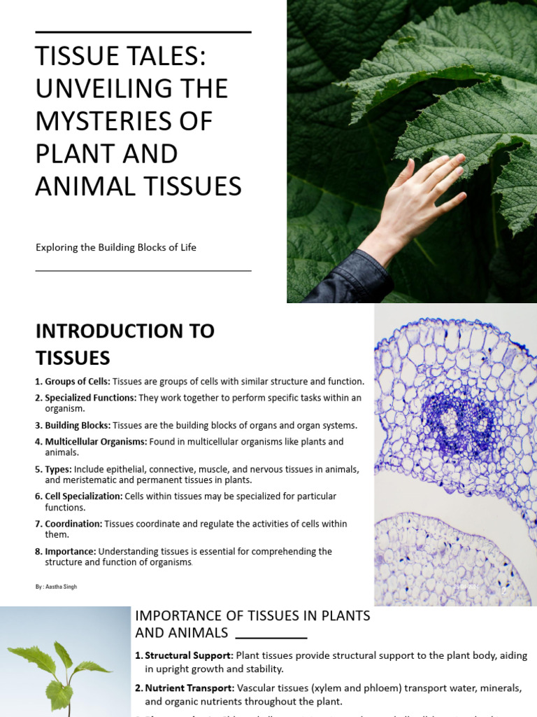 Tissue Tales Meristemetic Tissue | PDF | Tissue (Biology) | Root