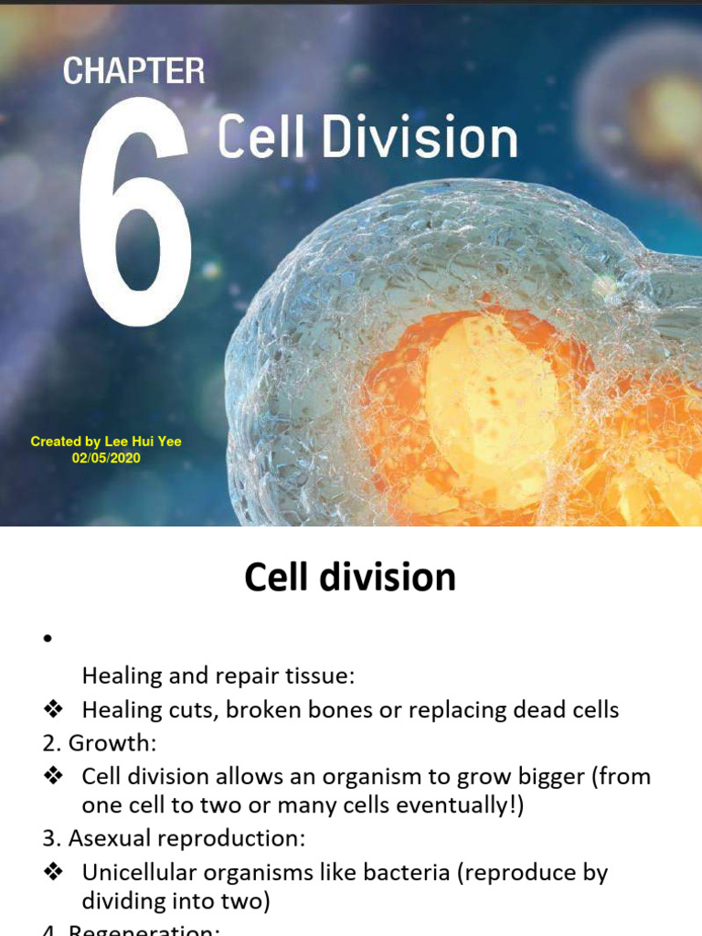 Chapter 6 Cell Division-Compressed | PDF | Meiosis | Mitosis