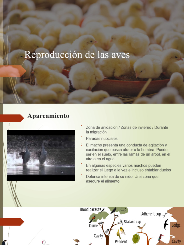 Reproducción de Las Aves | PDF | Aves | Ornitología