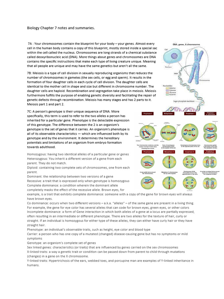 Biology Chapter 7 notes and summaries | PDF | Dominance (Genetics) | Allele