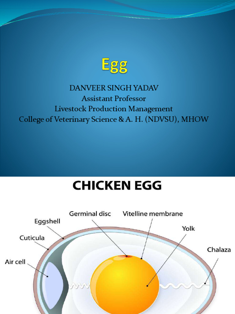 Parts of Egg | PDF | Egg | Yolk