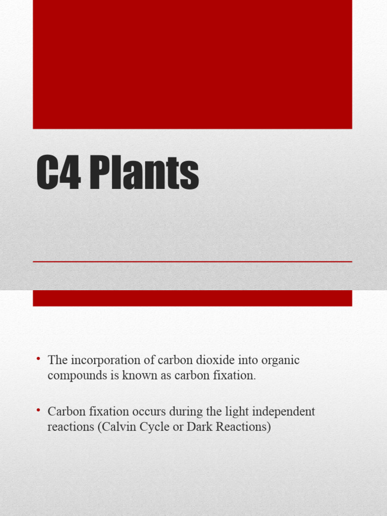 C4 Plant | PDF | Biology | Cellular Processes