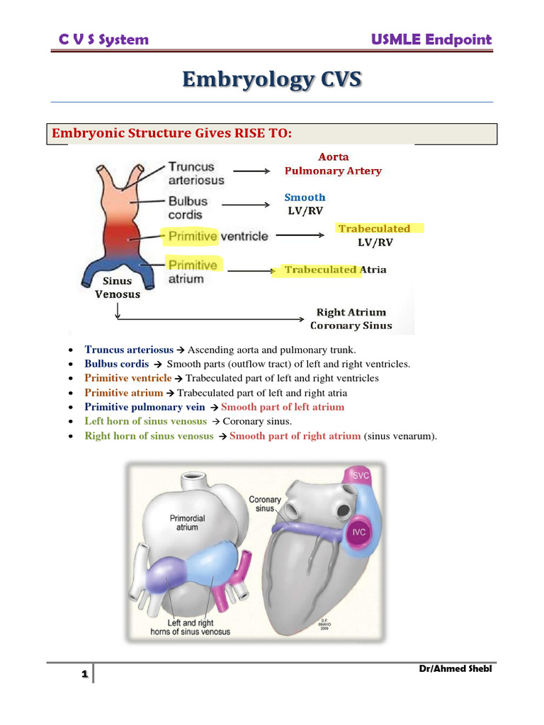 Embryology CVS: Usmle Endpoint Cvssystem | PDF | Atrium (Heart) | Heart