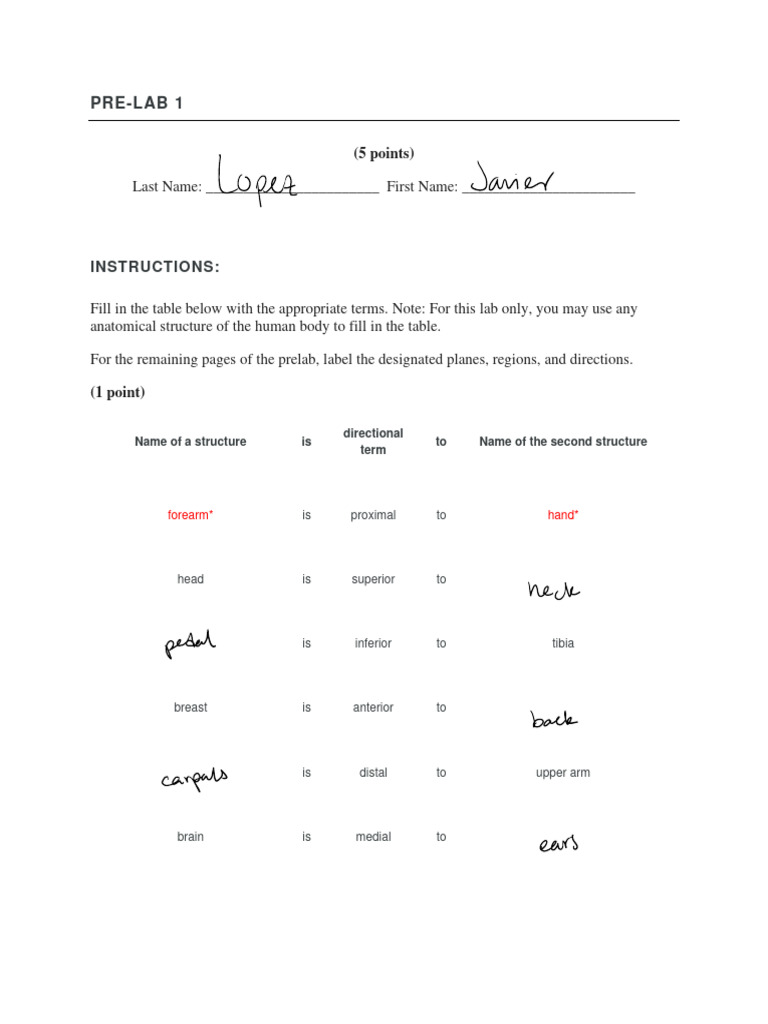 Pre And Post Lab 1 And 2 Anatomy Pdf Pdf Anatomical Terms Of 