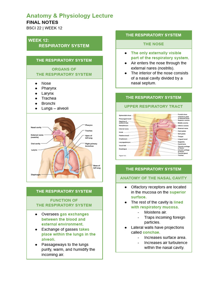 Week 12 - Respiratory System | PDF | Respiratory Tract | Respiratory System