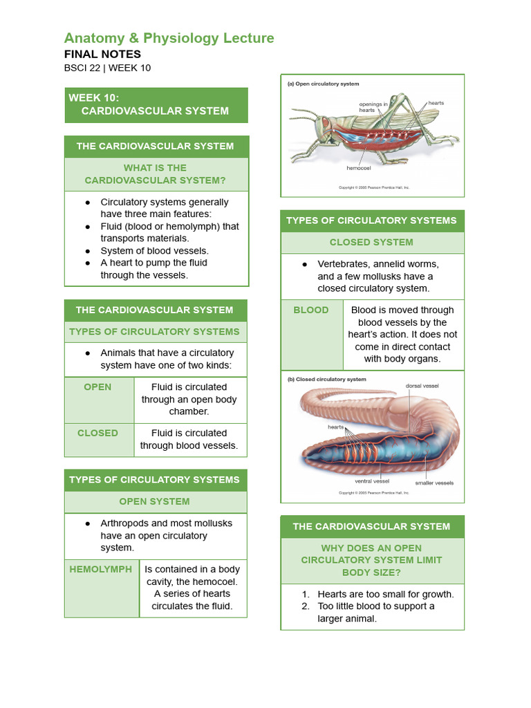 Week 10 Cardiovascular System Pdf Heart Atrium Heart