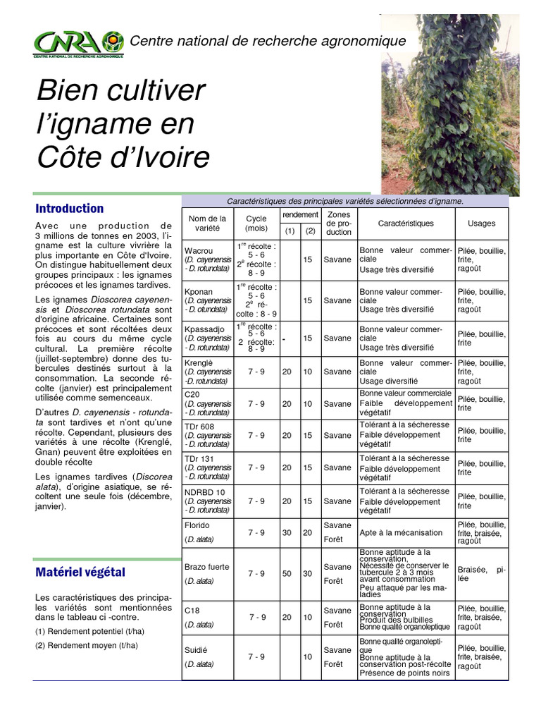 Cultiver l'igname en Côte d'Ivoire | PDF | Plantation | Adventice