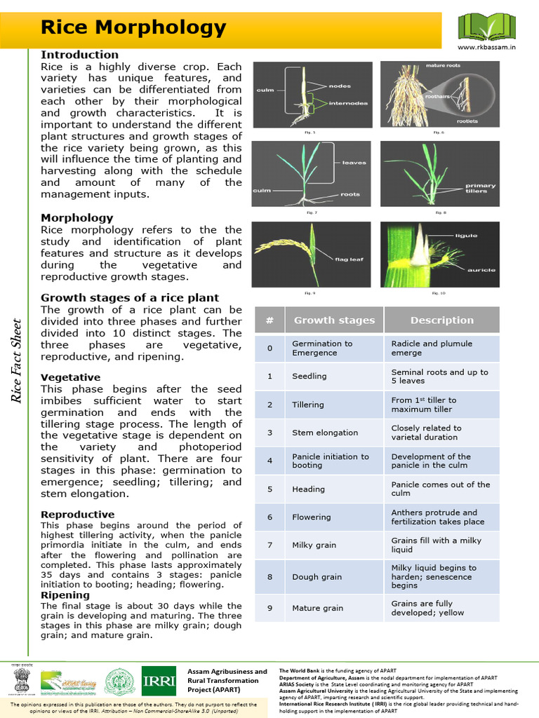 IRRI - Rice Morphology | PDF | Rice | Seedling