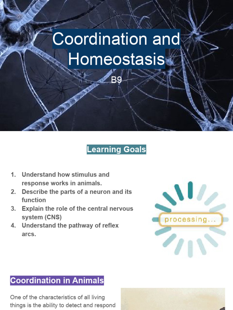 B9 Coordination and Homeostasis | PDF | Nervous System | Stimulus ...