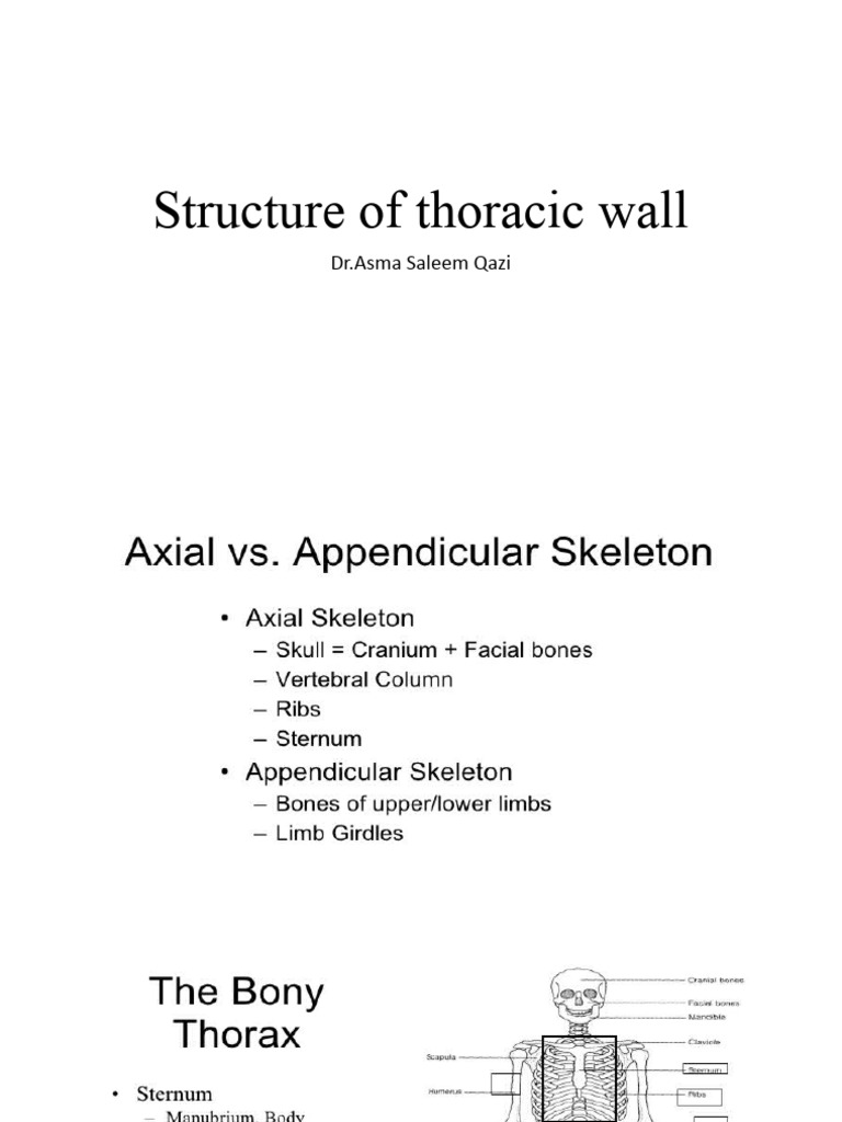 Structure of Thoracic Wall | PDF | Thorax | Anatomy
