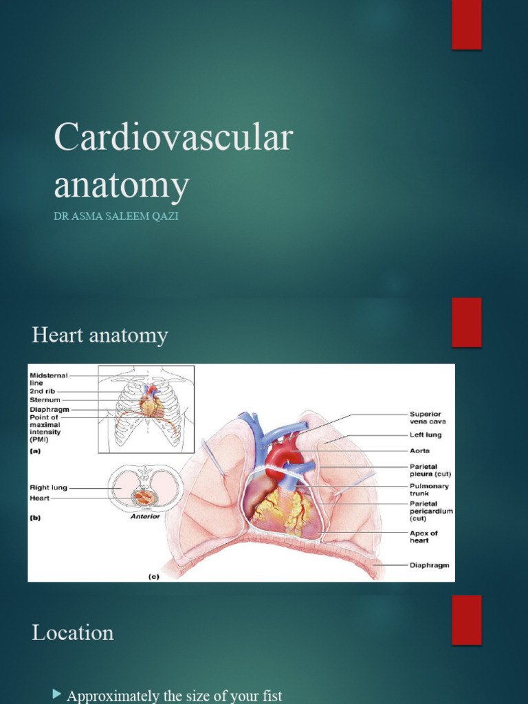 Heart Anatomy and Circulation Overview | PDF | Heart Valve | Heart