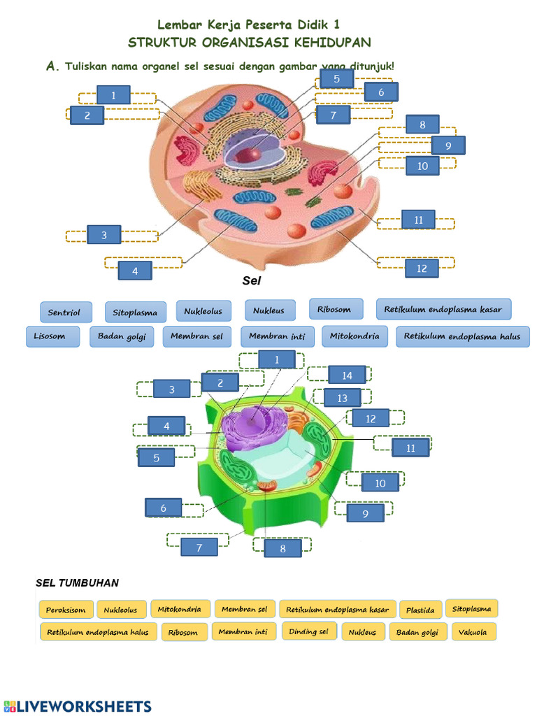 LKPD Sel Tumbuhan Dan Sel Hewan | PDF
