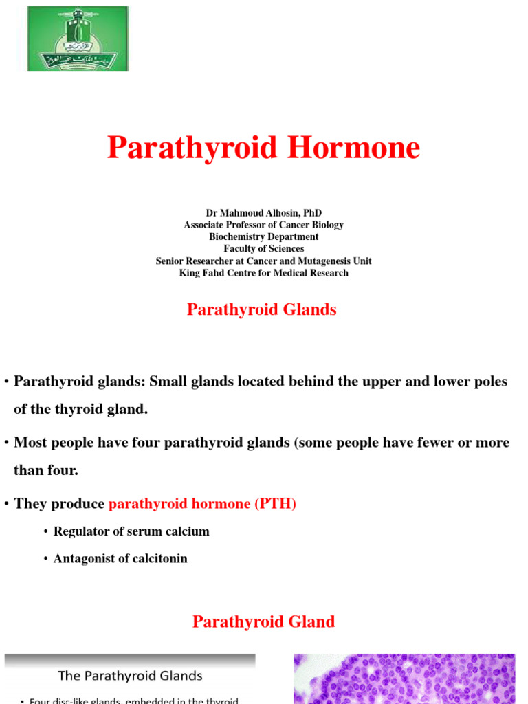 Lecture 5 Final Parathyroid Hormone | PDF | Glands | Endocrine System