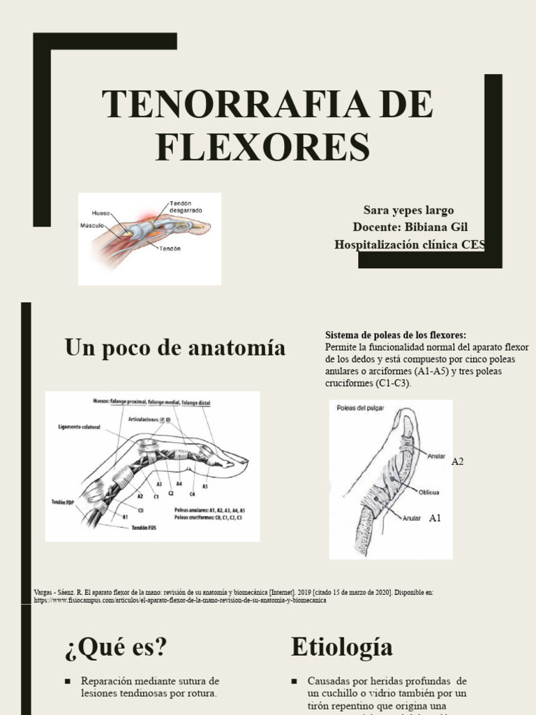 Tenorrafia y Rehabilitación de Flexores | PDF | Mano | Extremidades ...