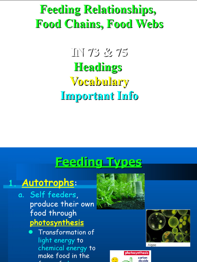 Vocabulary: Important Info | PDF | Food Web | Foods