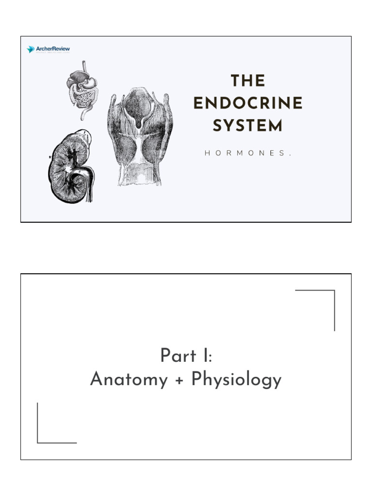 The Endocrine System432023 | PDF | Endocrine System | Adrenal Gland