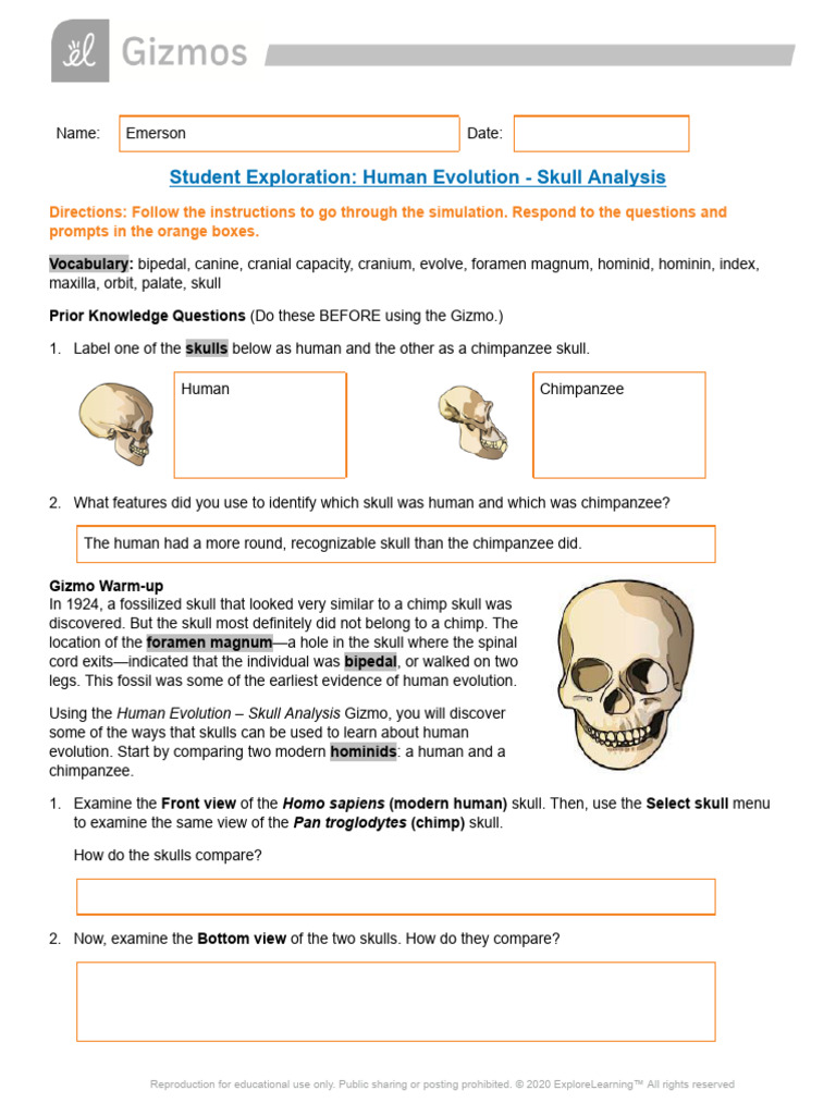 Human Evolution Gizmos Questions | PDF | Homo | Human Evolution
