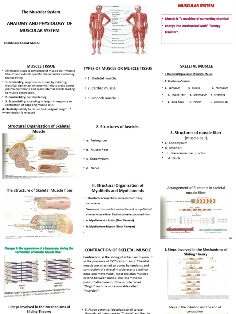 Muscles | PDF | Muscle Contraction | Skeletal Muscle